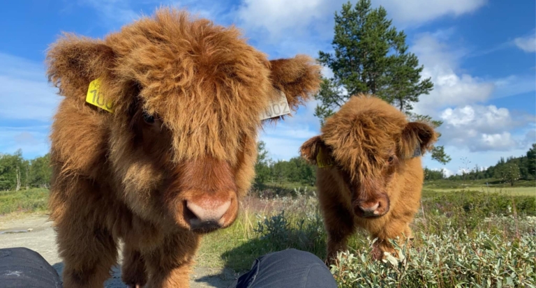 Skotsk høylandsfe - Langedrag