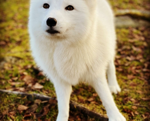 Fjellrev - Langedrag