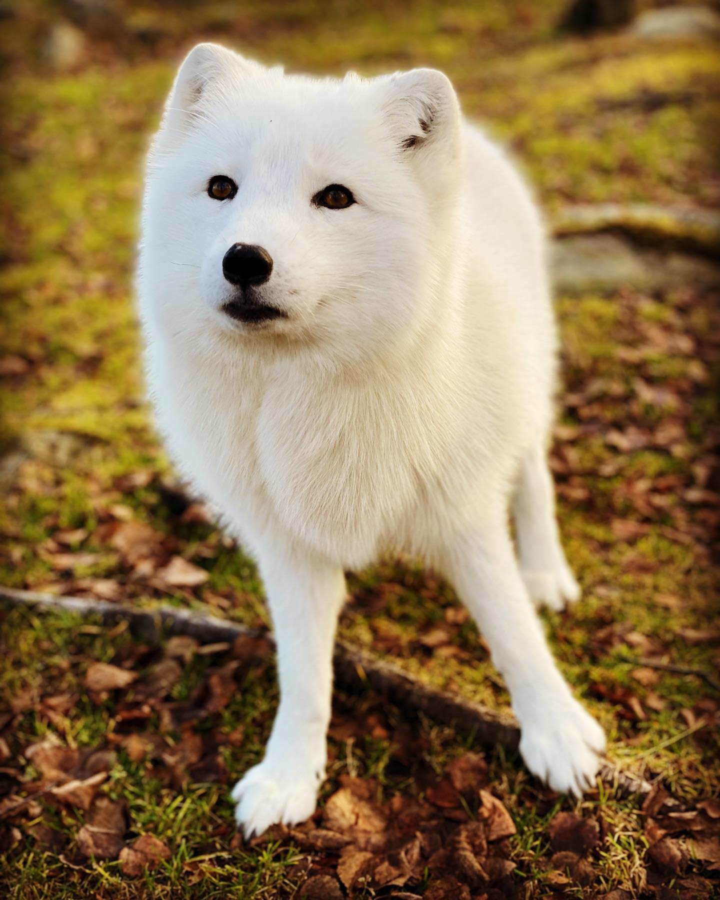 Fjellrev - Langedrag