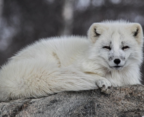 Fjellrev - Langedrag