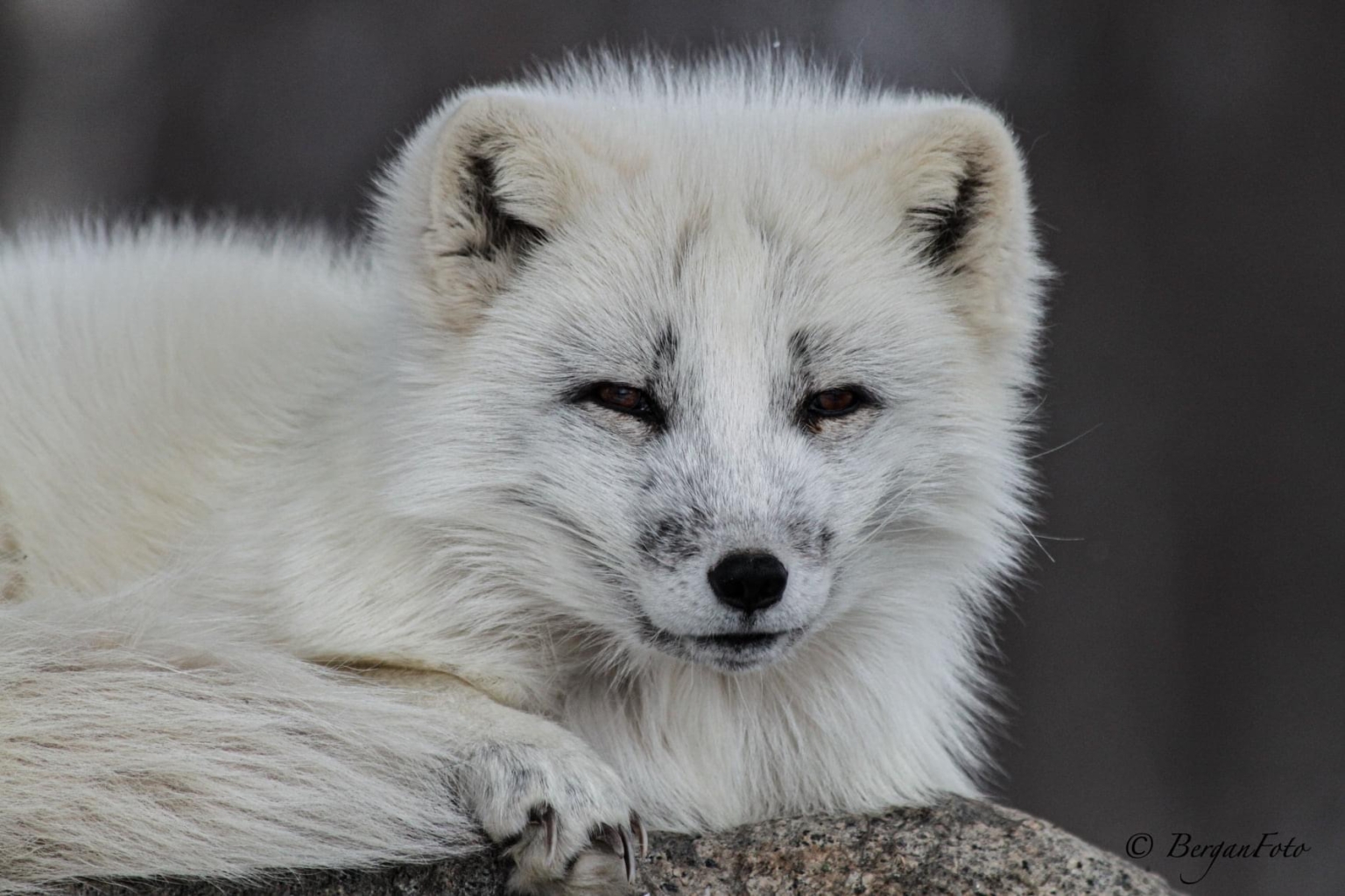 Fjellrev - Langedrag