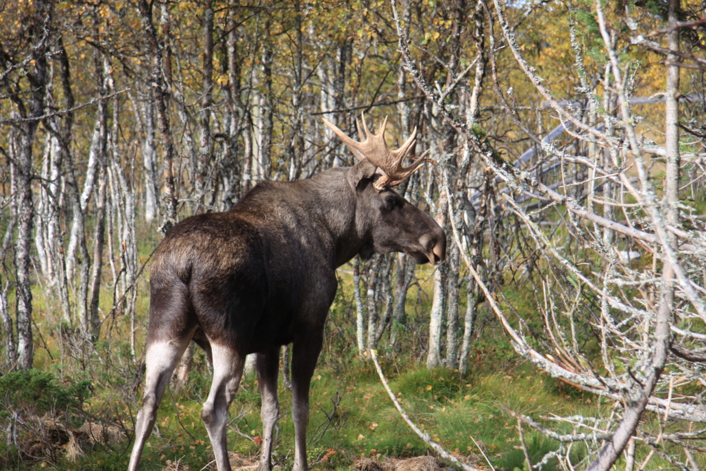 Akkurat nå skjer det spennende ting med elg og reinsdyr på Langedrag ...