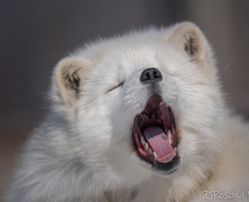 Fjellrev - Langedrag